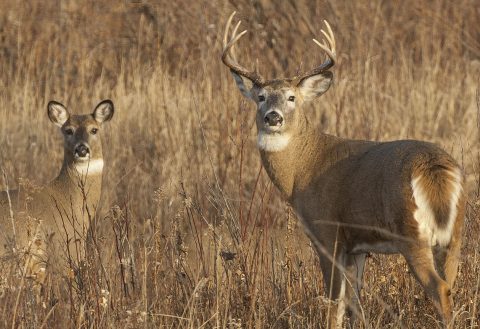 Deer | MIX 30